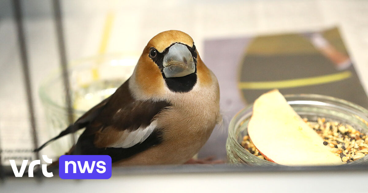 Natuur en Bos neemt bijna 400 illegaal gevangen zangvogels in beslag op ...