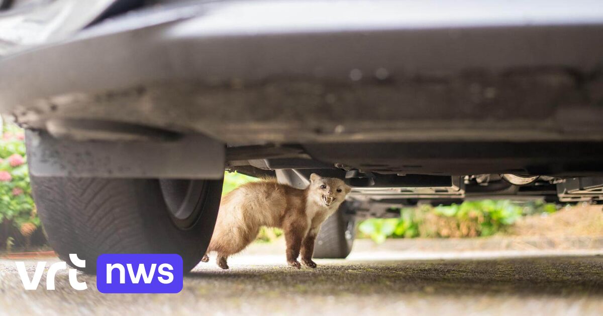 Marter beschadigde vorig jaar het meeste auto's in Leuven: "Al snel tot ...