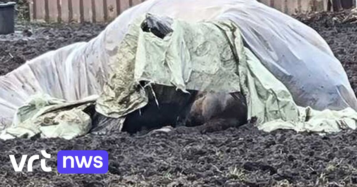 Merrie ligt dood in weide in Duffel nadat ze met stokken zou zijn ...