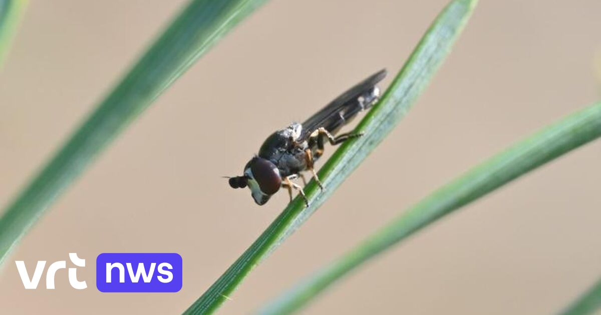 Zeldzame zweefvlieg duikt op in Averbode, 1e waarneming ooit in ons ...