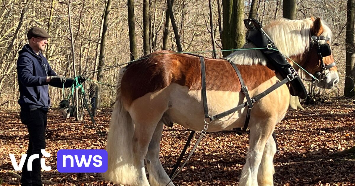 Vlaams-Brabants kampioenschap boomslepen voor trekpaarden in Wezemaal ...