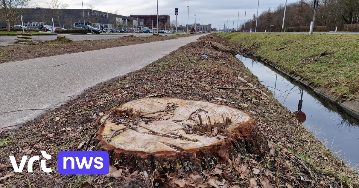 In Hasselt worden honderden bomen gekapt: "Compensatie met nieuw bos en ...