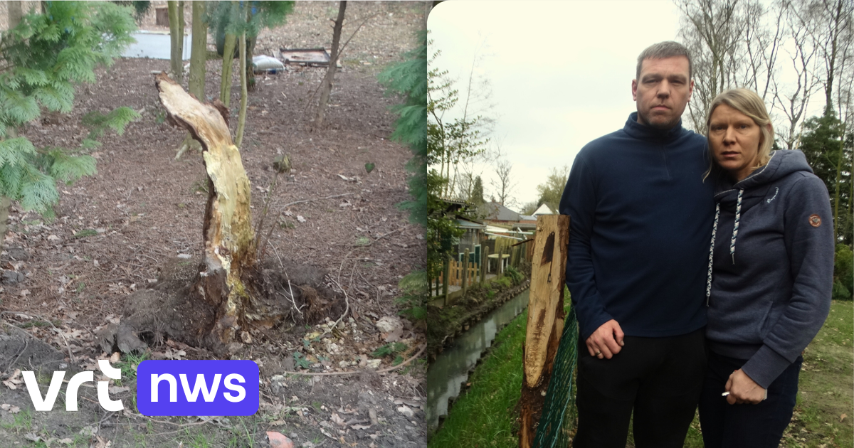 "40 bomen gekapt in onze tuin zonder toestemming", duo dient klacht in ...