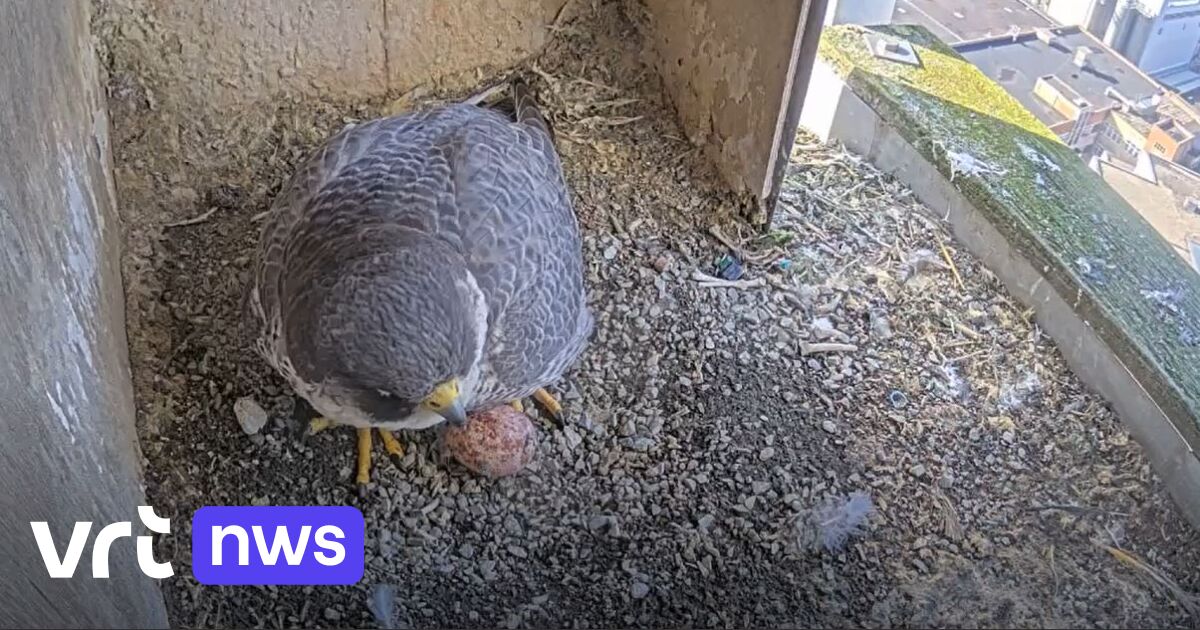 Slechtvalken bij Agfa-Gevaert leggen eerste ei van het jaar op 70 meter ...