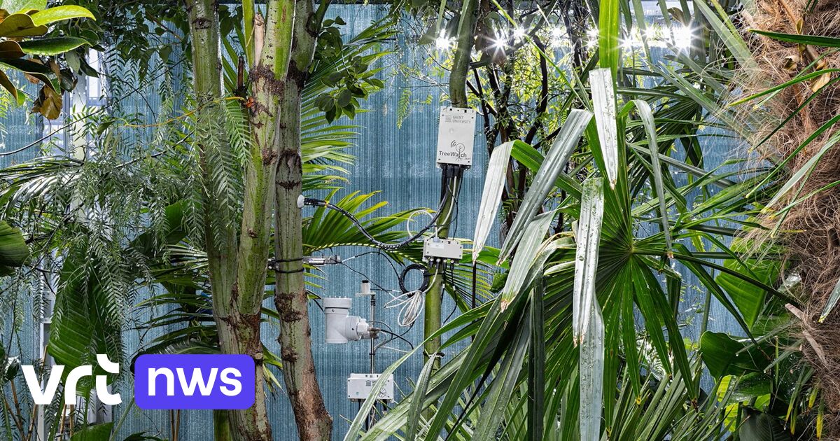 Bio-airco met tropische bomen en planten voorgesteld in Gent ...