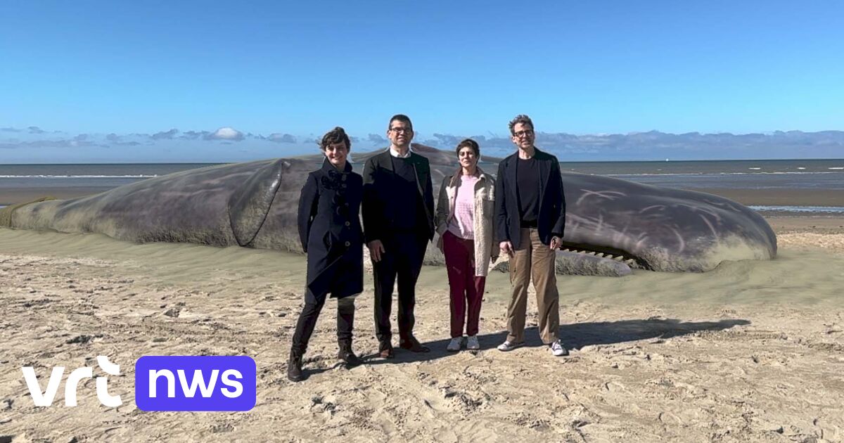 Potvis Valentijn ligt virtueel opnieuw op strand Oostduinkerke, 36 jaar ...