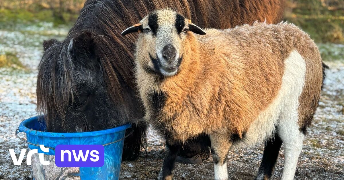 Schaap sterft na aanval van loslopende hond in natuurgebied De Liereman ...
