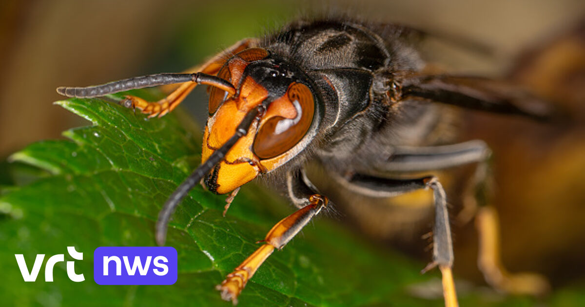 Al bijna 8.000 Aziatische hoornaars gespot in ons land, dubbel zoveel ...