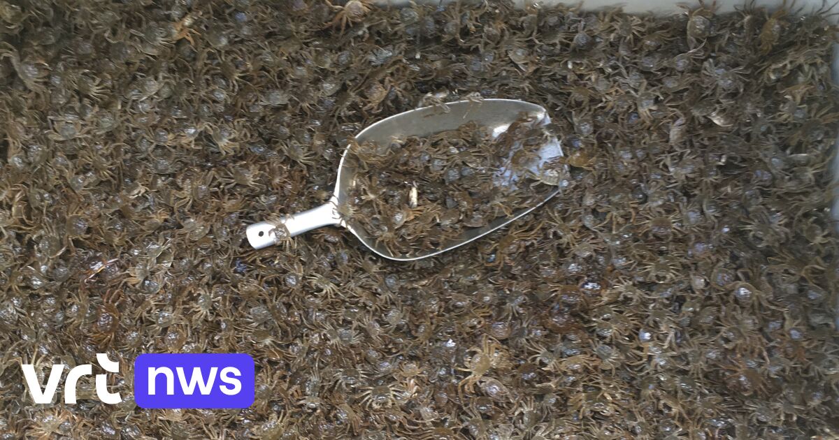 3 miljoen Chinese wolhandkrabben in val op Kleine Nete in Grobbendonk ...
