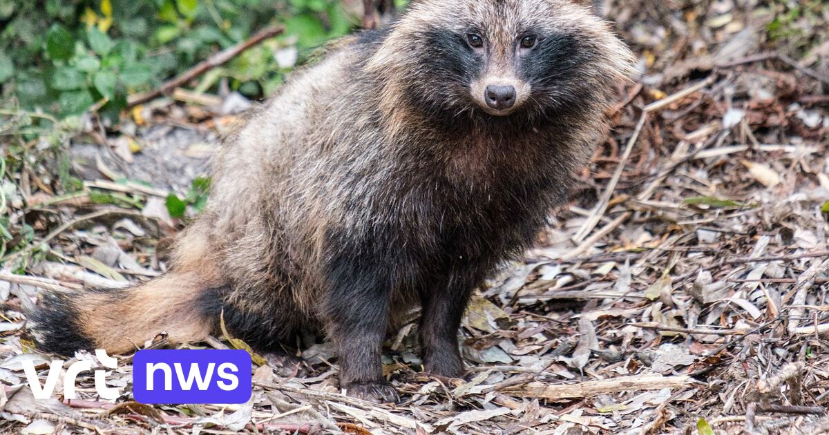 "Opvallende teelballen en korte pootjes": de wasbeerhond heeft zich ...