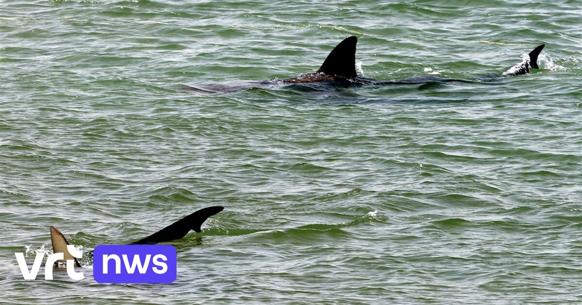 Menselijke resten gevonden voor Israëlische kust na aanval door haai ...
