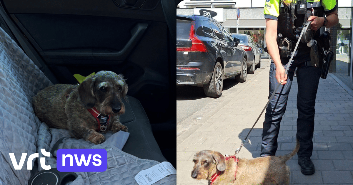 Antwerpse politie bevrijdt oververhitte hond uit geparkeerde auto: "Het ...