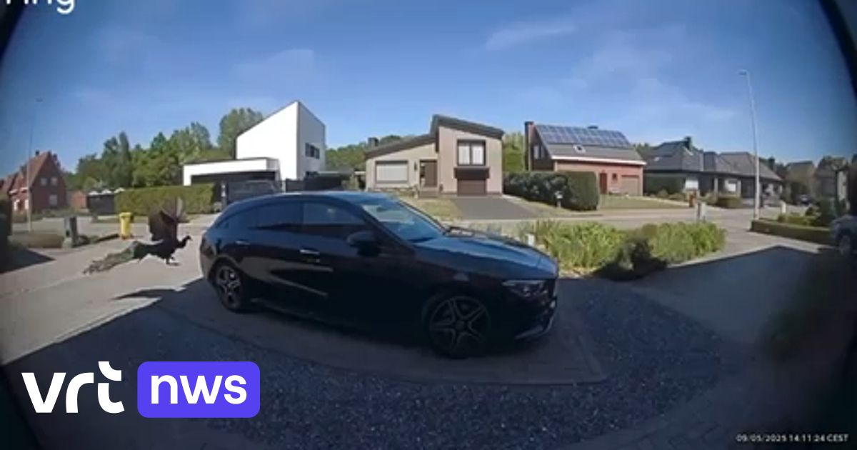 Bronstige pauw valt auto aan in Oelegem: "Dier moeilijk te vangen ...