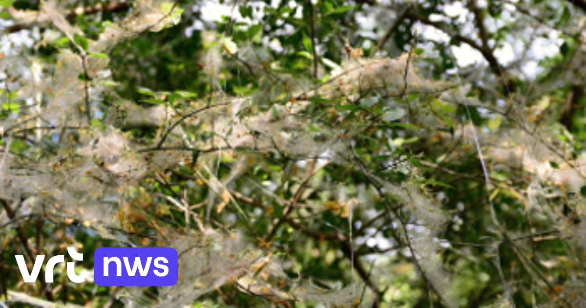 Vreemde spinnenwebben in Maaseik zijn niet het werk van de schadelijke processierups, maar van ...