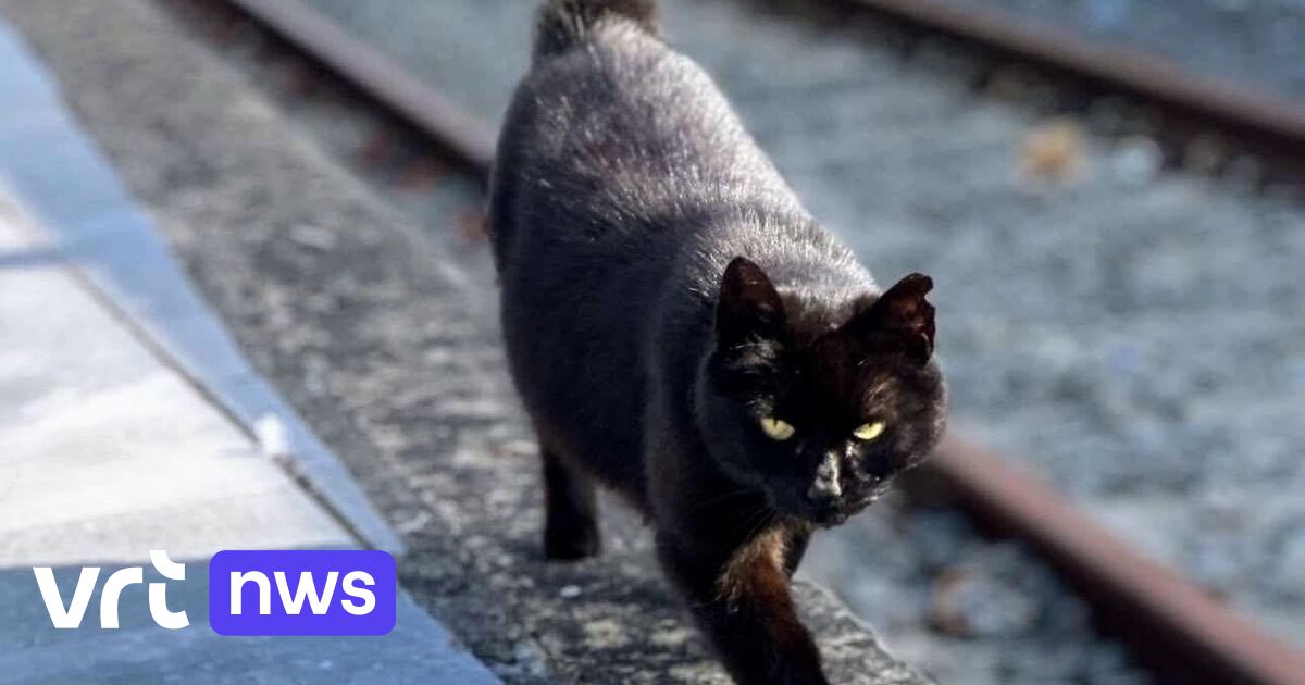 Krijgt vermiste stationskat Joske eigen muurschildering aan station in ...