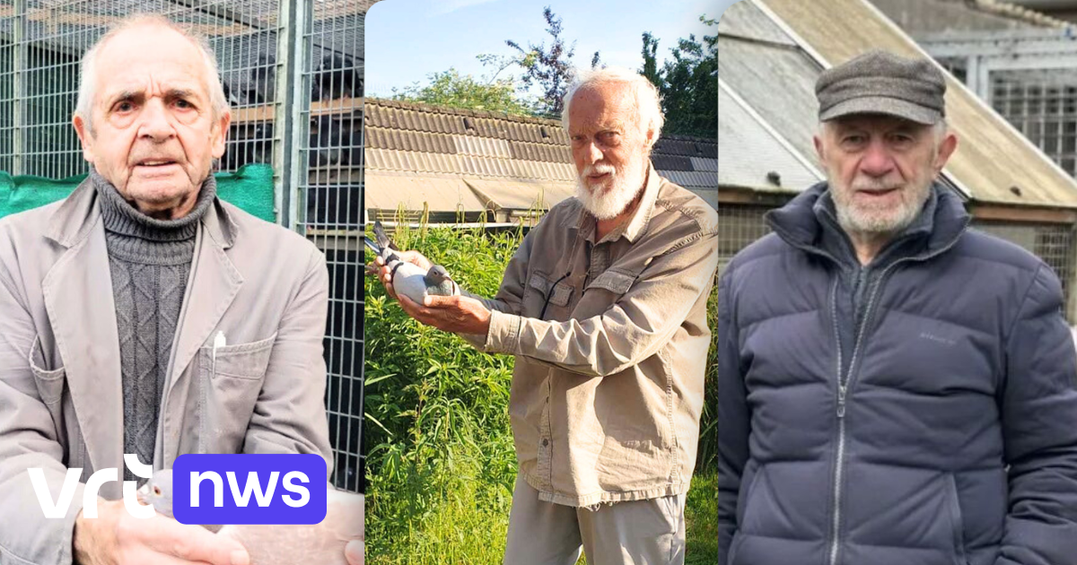 Met dank aan DNA-tests: duivenmelkers Luc, Jacques en Willy hebben al ...