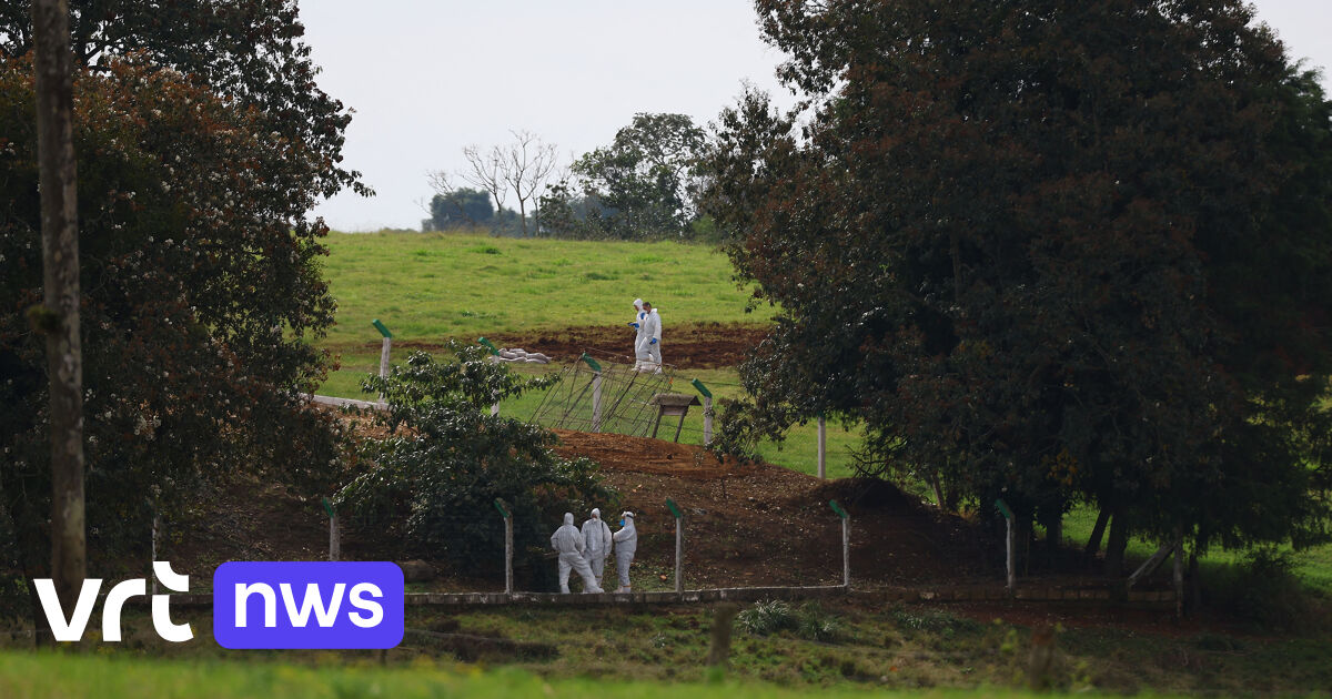 Vogelgriep in Brazilië dreigt wereldwijde pluimveehandel te treffen ...