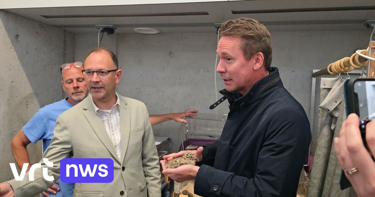 Minister Brouns lanceert nieuwe regeling tegen meeuwenoverlast in ...