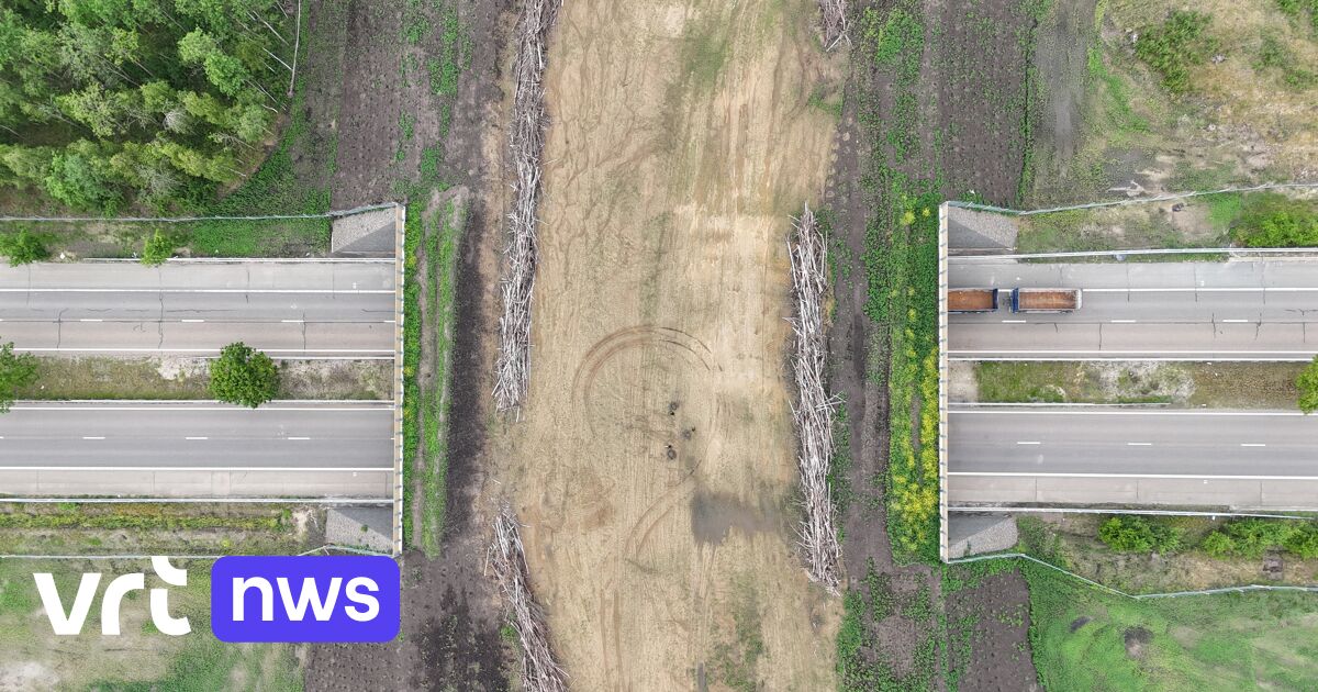 Ecoduct Waaltjesbos in Lommel verbindt natuurgebieden in Bosland: "Voor ...