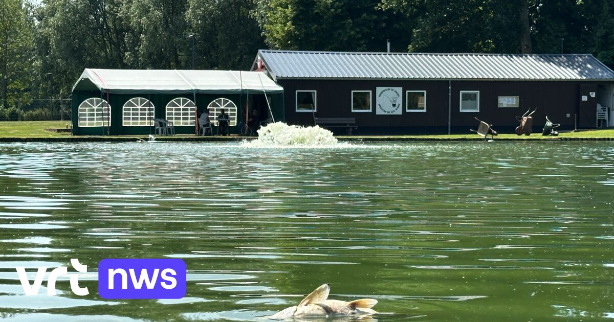 Massale vissterfte bij Alkense visclub komt door zuurstoftekort in het ...