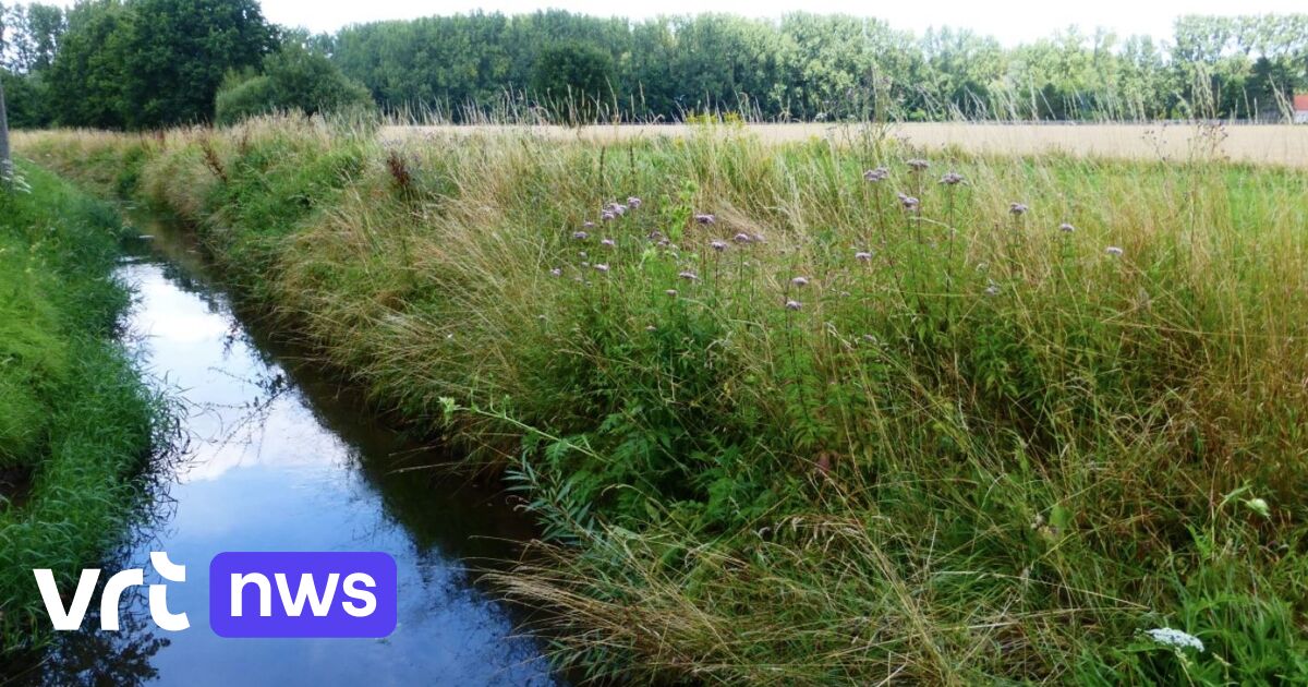 Beek in Kampenhout staat bijna droog, vissen in nood: "Water stroomt ...