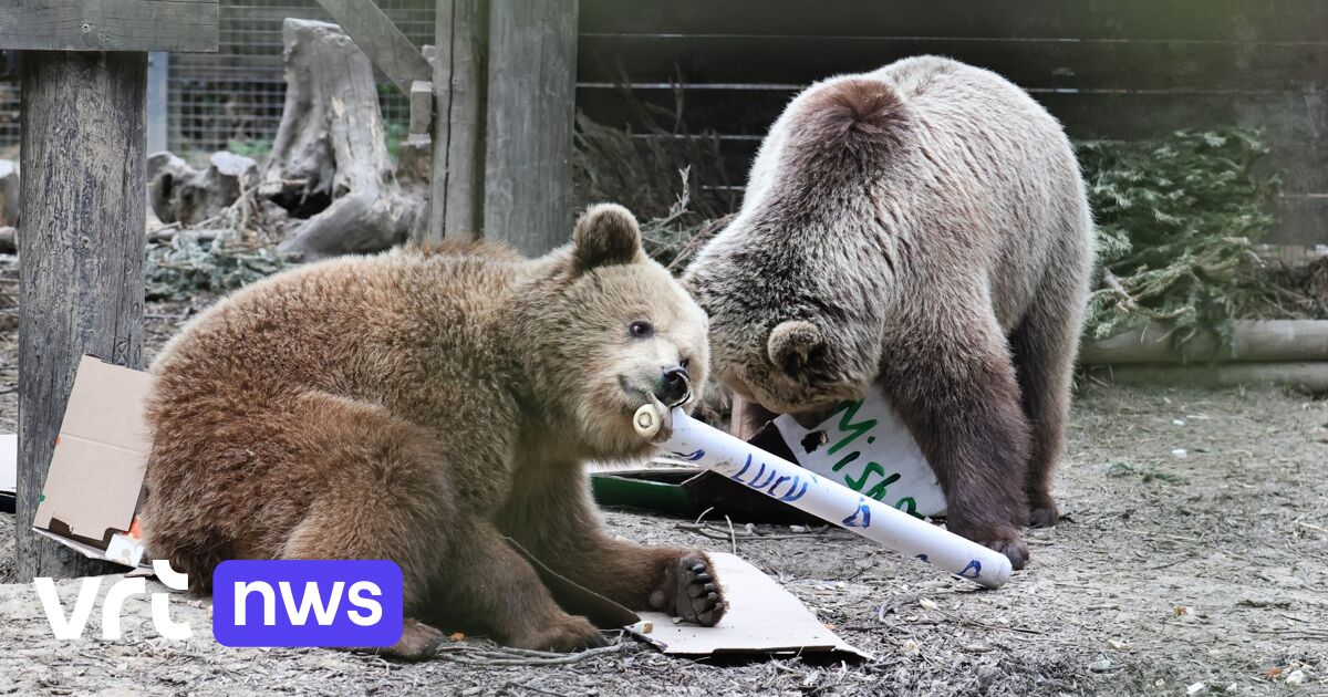 Beren ontsnappen uit verblijf in Engelse zoo en eten voorraad honing op ...