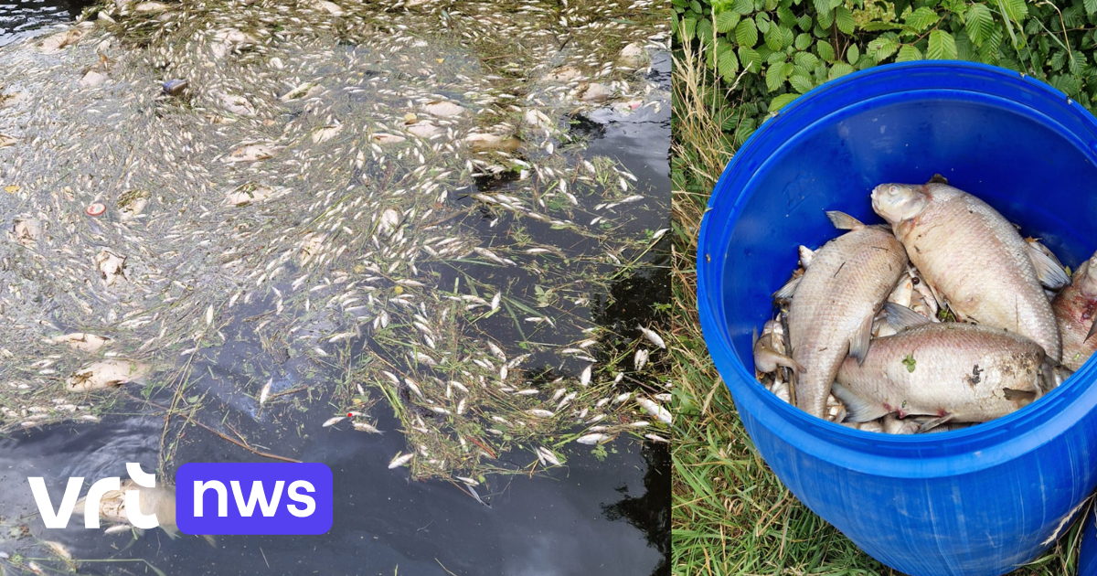 Massale vissterfte in Dender bij Denderleeuw: "Droogte en hevig onweer ...