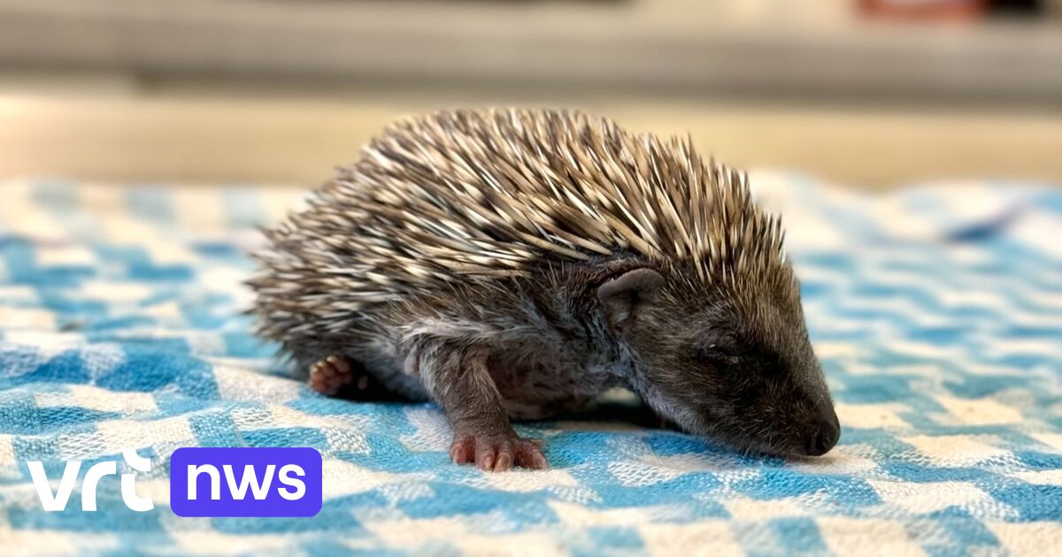 Vogels, egels en roofdieren in nood door hitte: VOC Beernem kreeg 35 ...