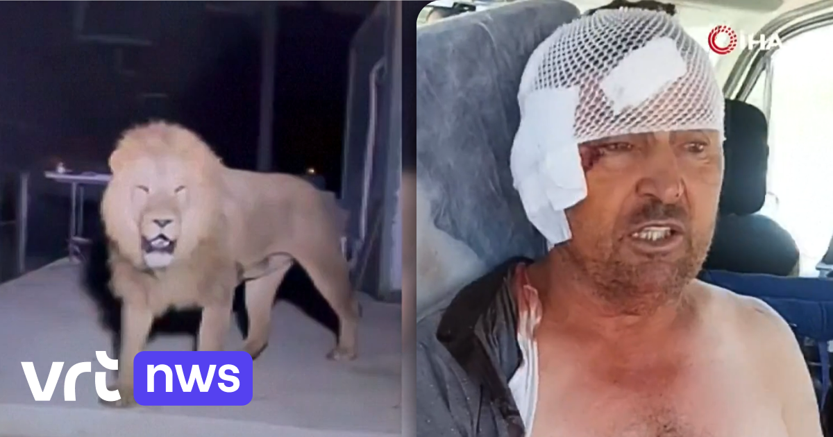 Leeuw ontsnapt uit zoo en valt boer aan in Turkije, vrouw verliest arm na aanval door leeuw in ...
