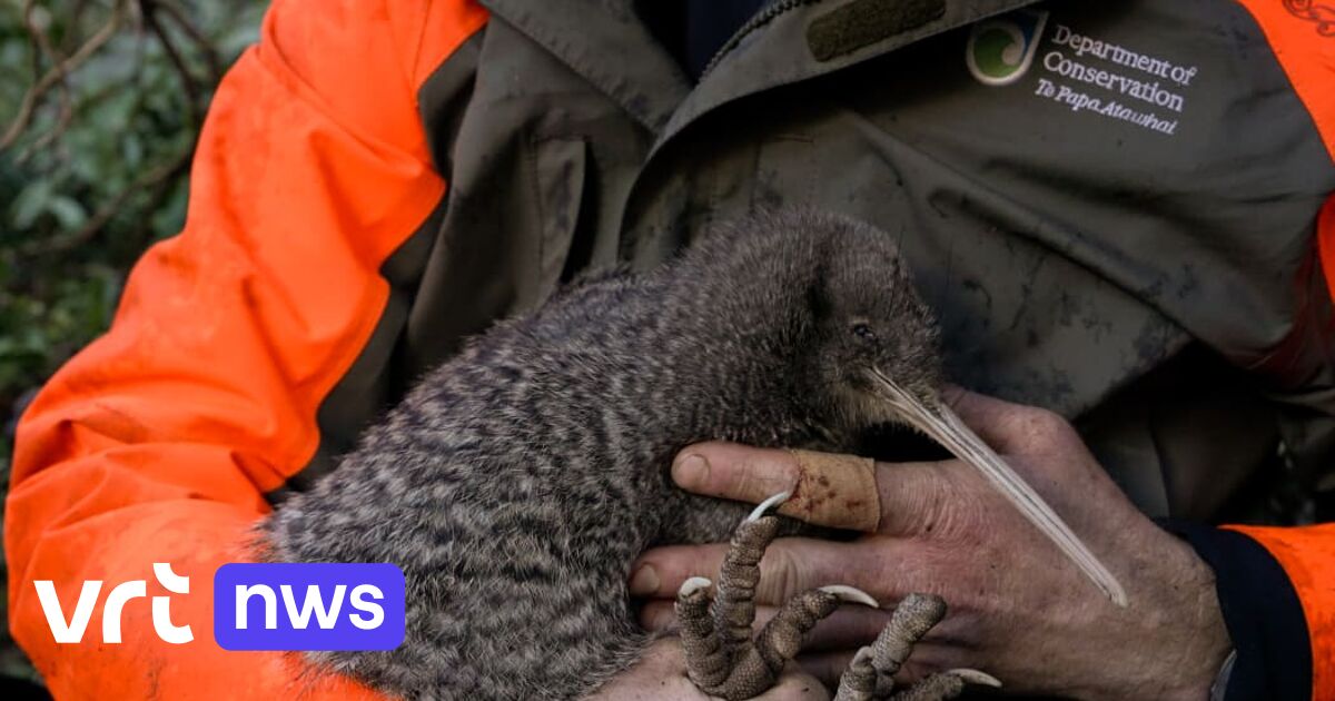 Zeldzame kiwi voor het eerst in bijna 50 jaar in het wild gespot op ...