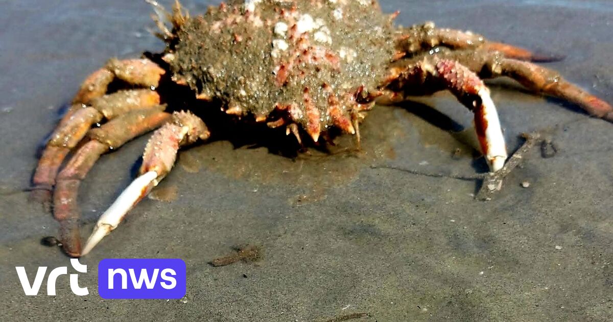Grote spinkrab spoelt aan op strand van Oostduinkerke | VRT NWS: nieuws