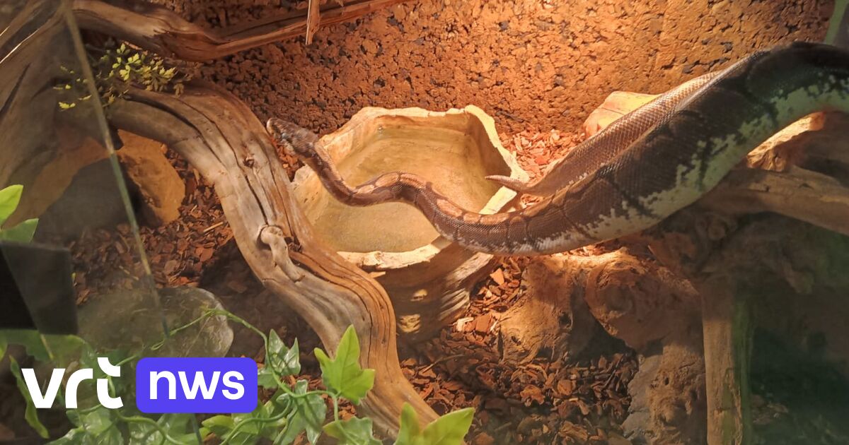 Vermiste koningspython uit Tielt-Winge na 2 maanden weer thuis: "Lag ineens weer op terras ...