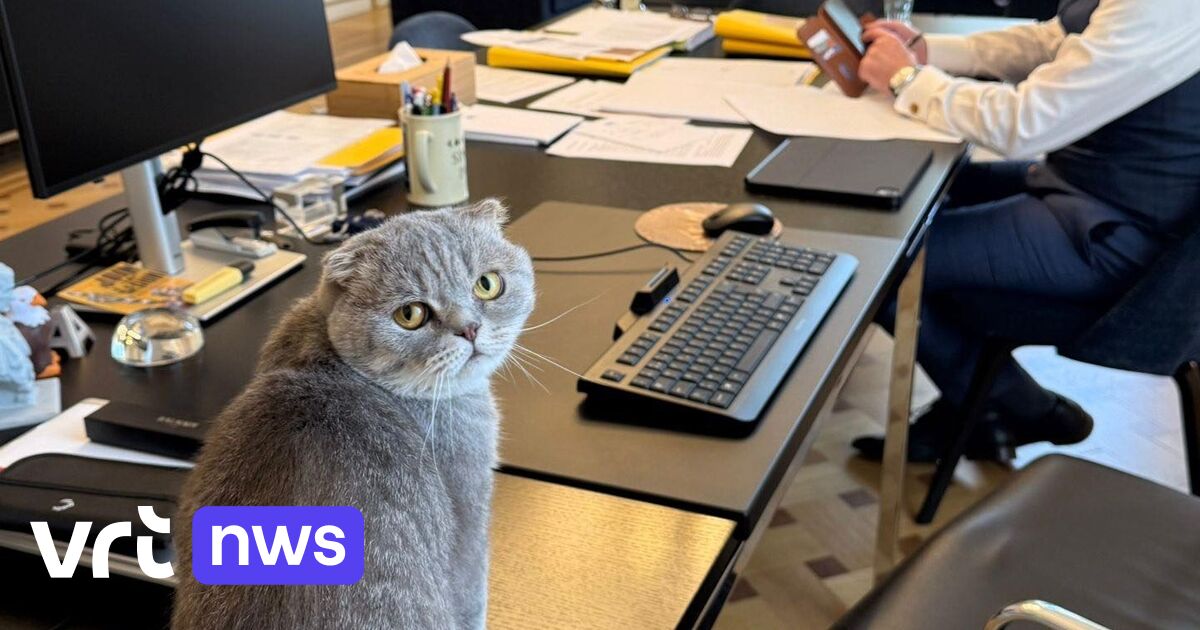 Kat Maximus van premier De Wever gered door Dany uit Meise: "Of hij nu bij de premier of bij een ...