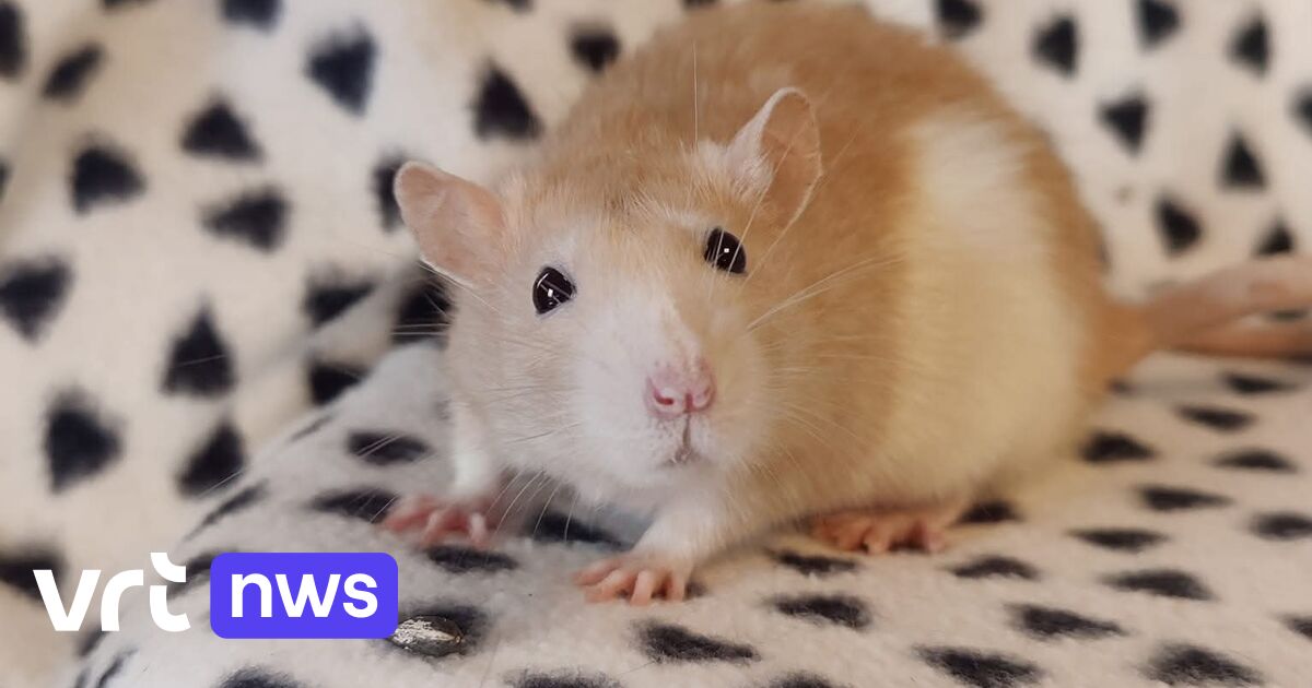 Rattenopvang Ratopia in Lummen krijgt voortaan structurele subsidies ...