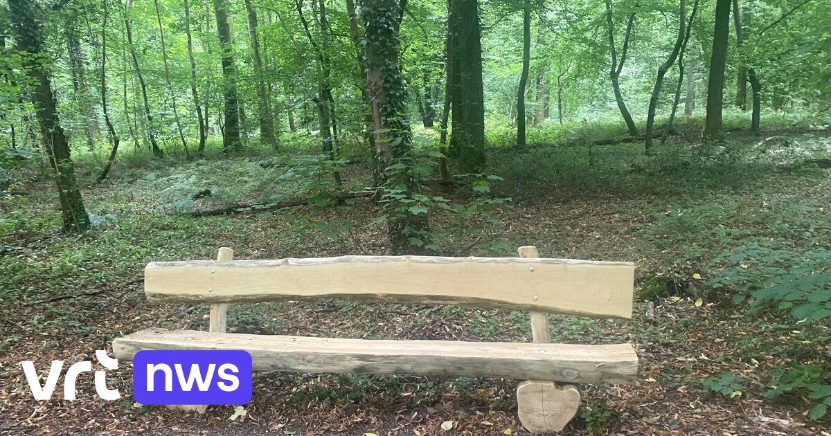 Mystère au bois de Hal : trois bancs en bois massif ont disparu | VRT ...