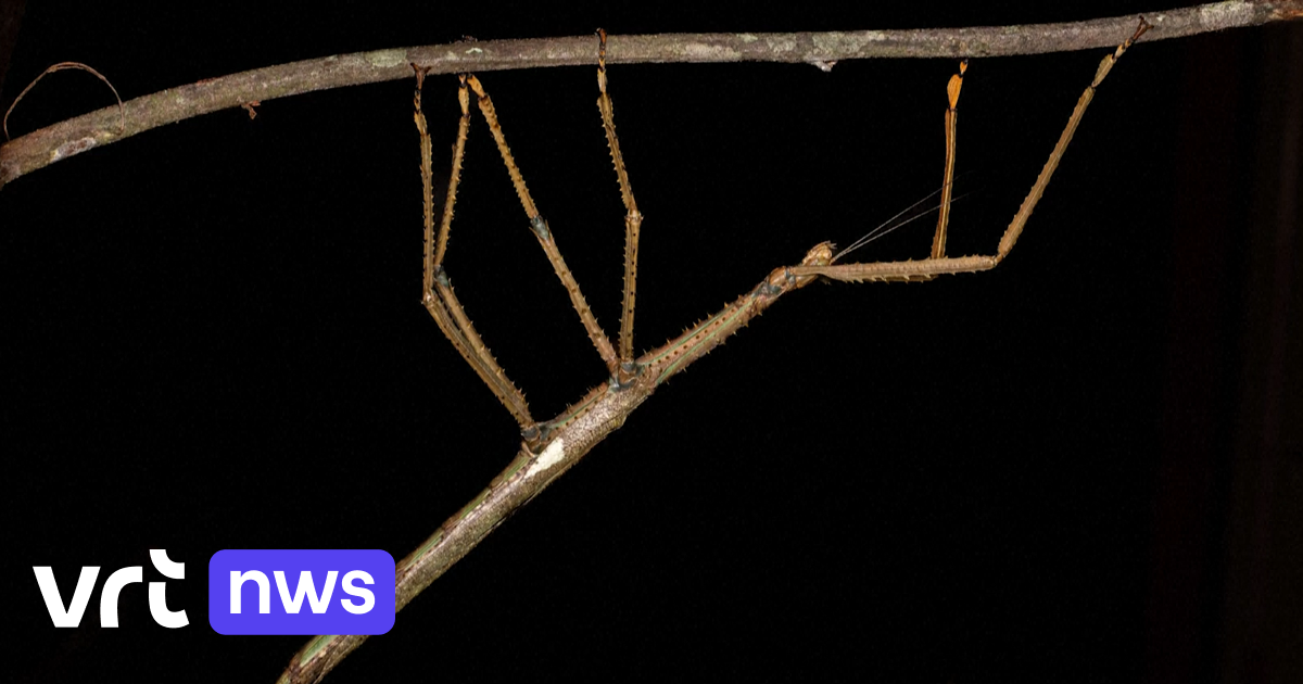 40 centimeter en liefst 44 gram: nieuwe soort wandelende tak mogelijk ...