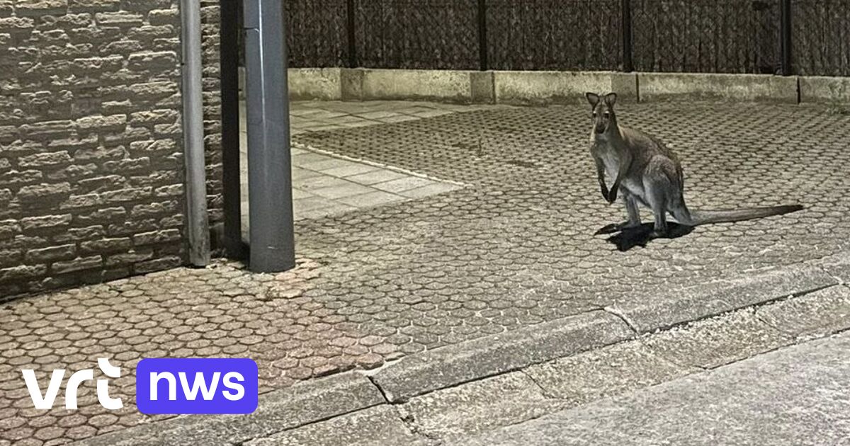 Wallaby ontsnapt in Lievegem, politie vraagt inwoners om tuin af te ...