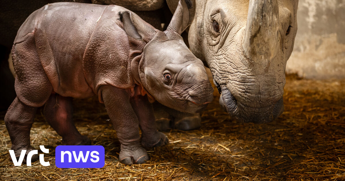 Zeldzame Indische neushoorn geboren in ZOO Planckendael: "Vertedert ons ...