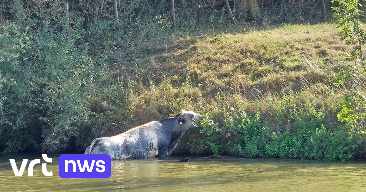 Waarom belanden zo veel koeien in de beek? "Ze gaan niet per se op zoek ...