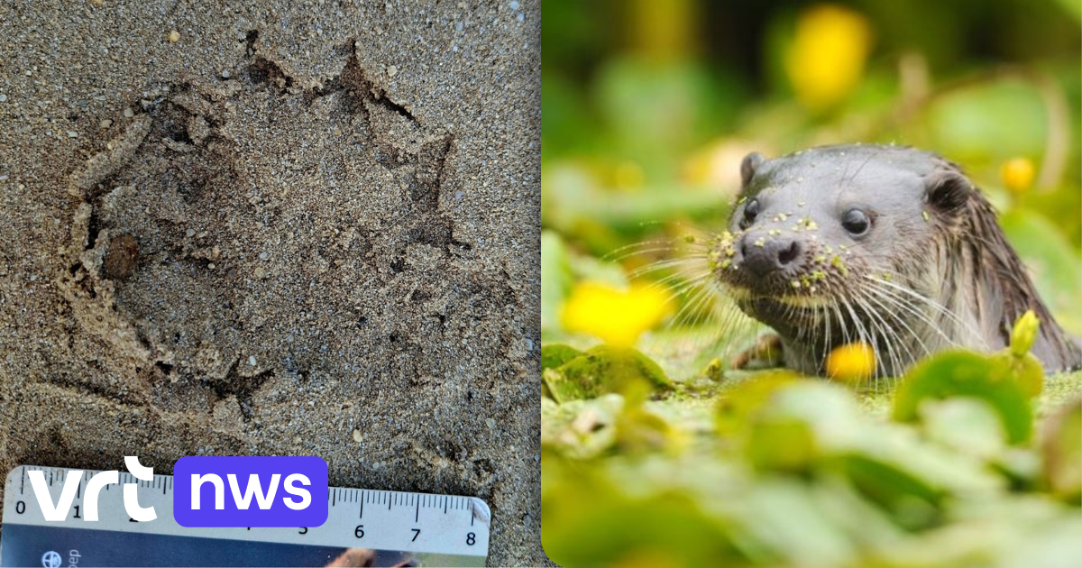 Ottersporen ontdekt op ecoduct Waaltjesbos in Lommel: "Eerste sporen ...