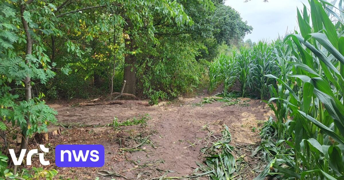 Vrouw opgepakt in Nederland in onderzoek naar moord op Surinamer die werd gevonden in maïsveld ...