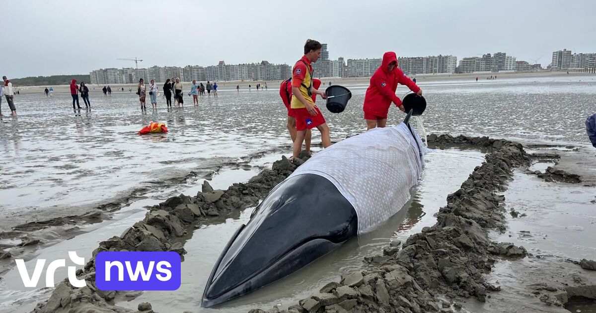 Na aangespoelde dwergvinvis in Heist: "Soort zal vaker aanspoelen bij ons" | VRT NWS: nieuws