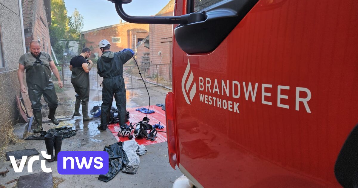 9 biggen sterven na instorten stalvloer in Werken, brandweer redt 22 andere dieren | VRT NWS: nieuws