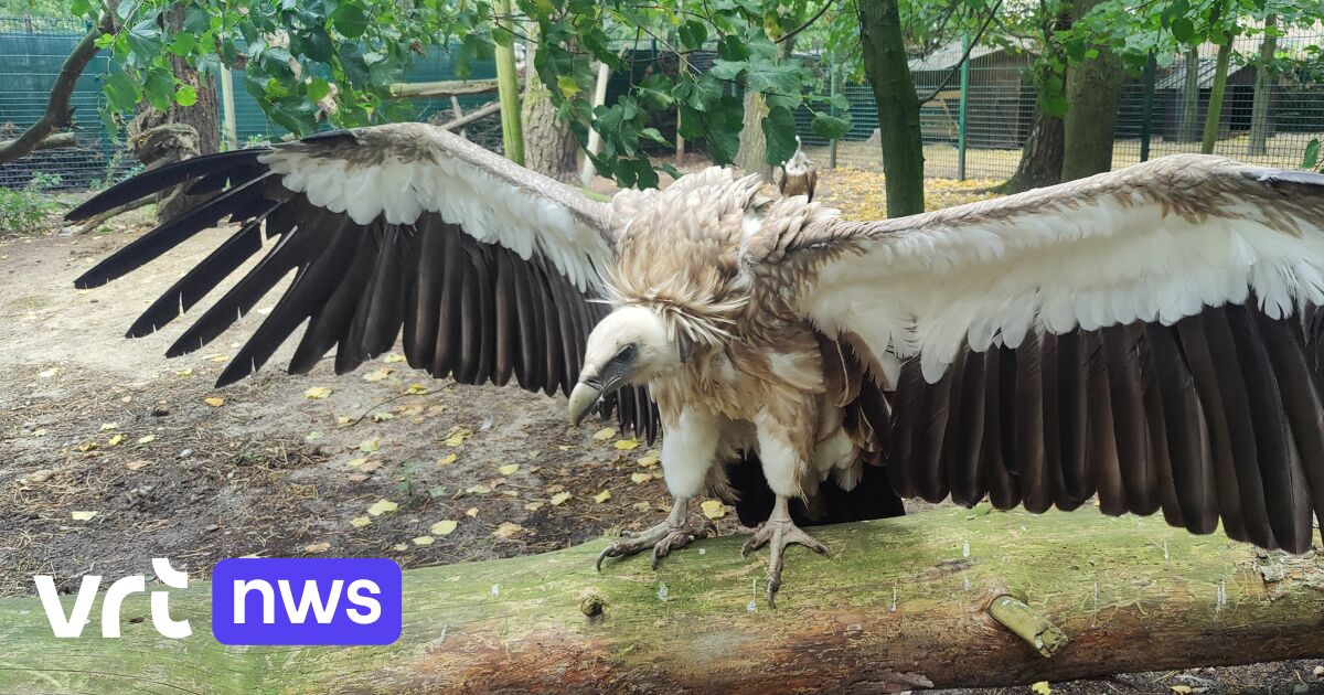Arenden, gieren en wouwen opgevangen in Natuurhulpcentrum Opglabbeek na ...
