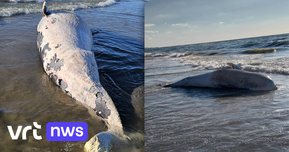 Dwergvinvis van 6 meter aangespoeld in Nederland, vermoedelijk zelfde ...