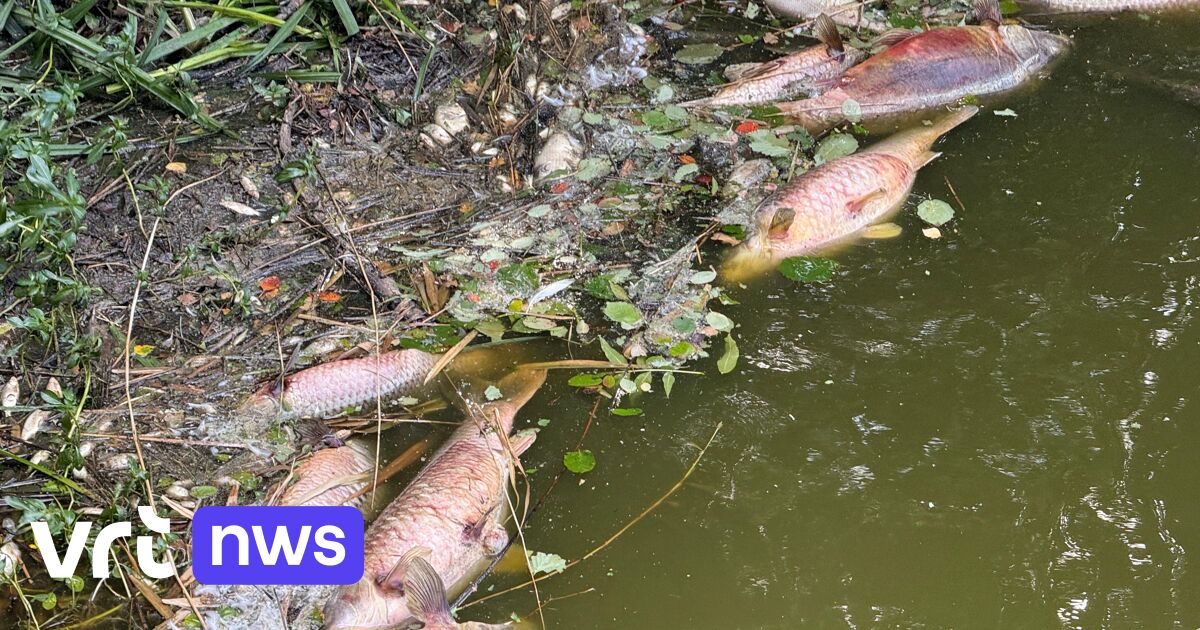 Honderden vissen dood in Blankaart door zuurstoftekort: "Ook exotische ...
