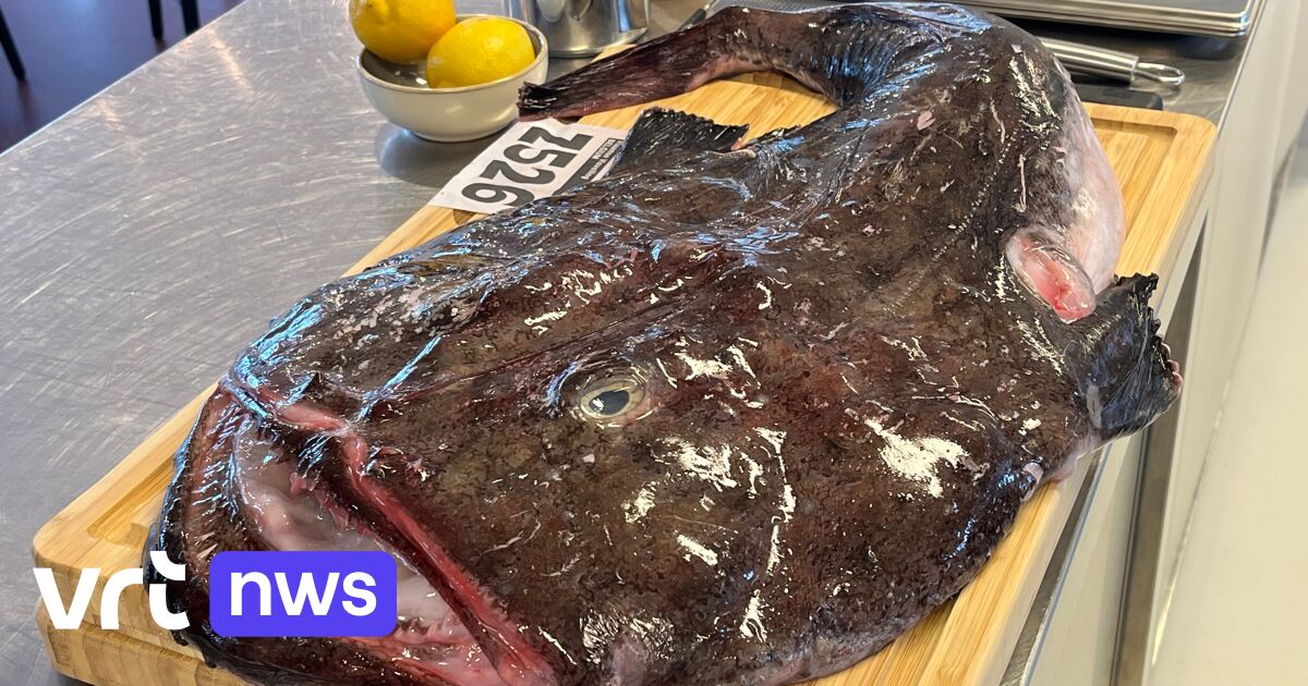 La lotte a été élue Poisson de l'année | VRT NWS: le site d'information ...