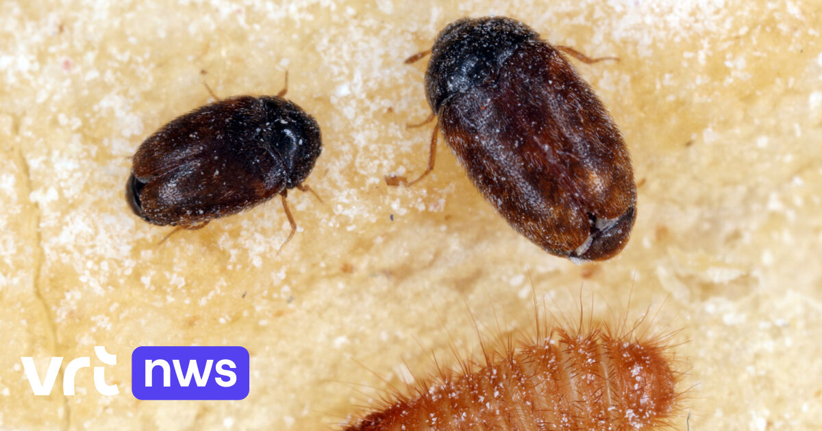 Keverlarven in doos luiers doen in Australië alle alarmbellen afgaan ...