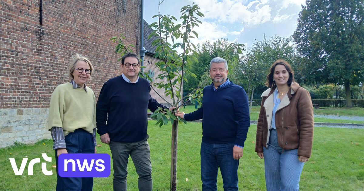 Gratis boom voor elk gezin in Pepingen: "Bomen zorgen voor verkoeling ...