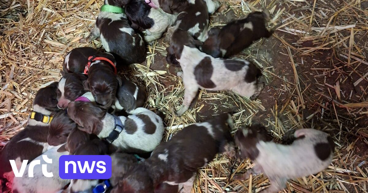 Hond Odette bevalt van 18 (!) pups op boerderij in Boekhoute: "Traantje ...